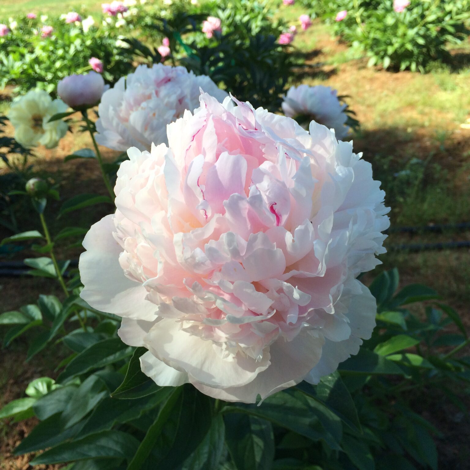 Gallery - Bodacious Blooms Flower Farm