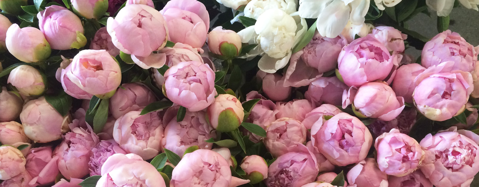 Home - Bodacious Blooms Flower Farm