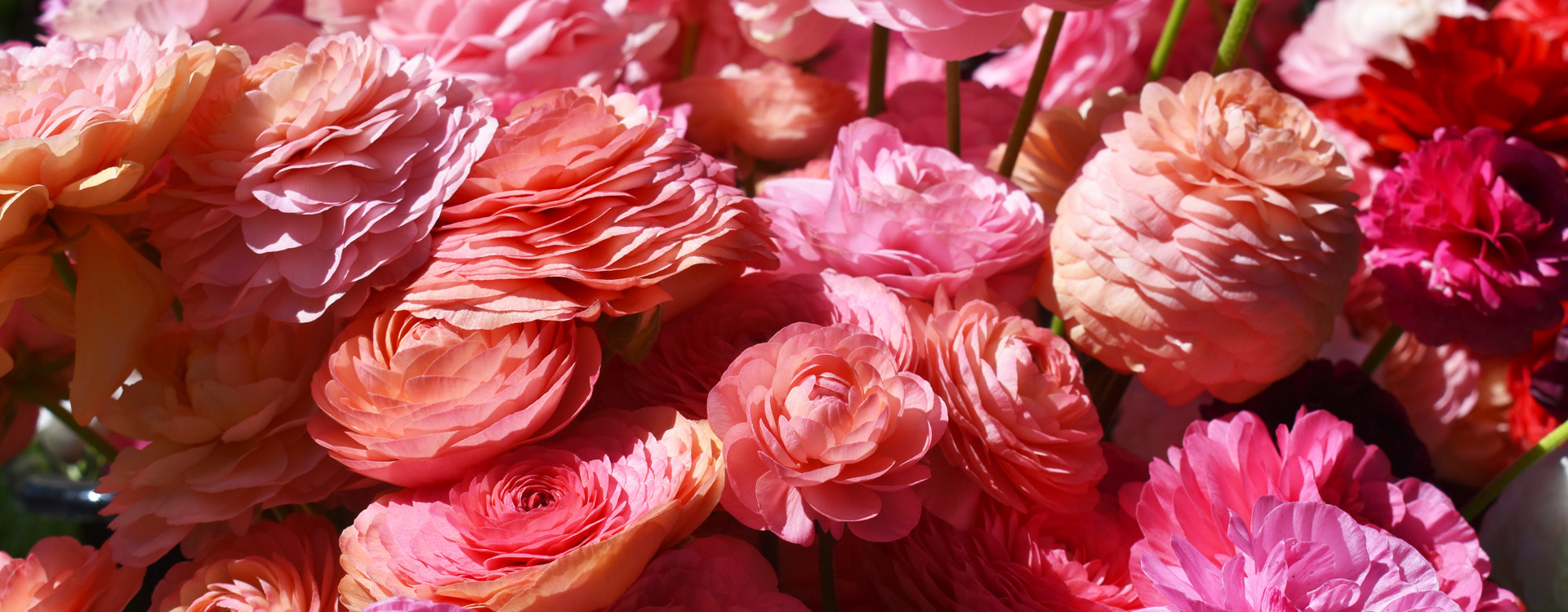 Home - Bodacious Blooms Flower Farm